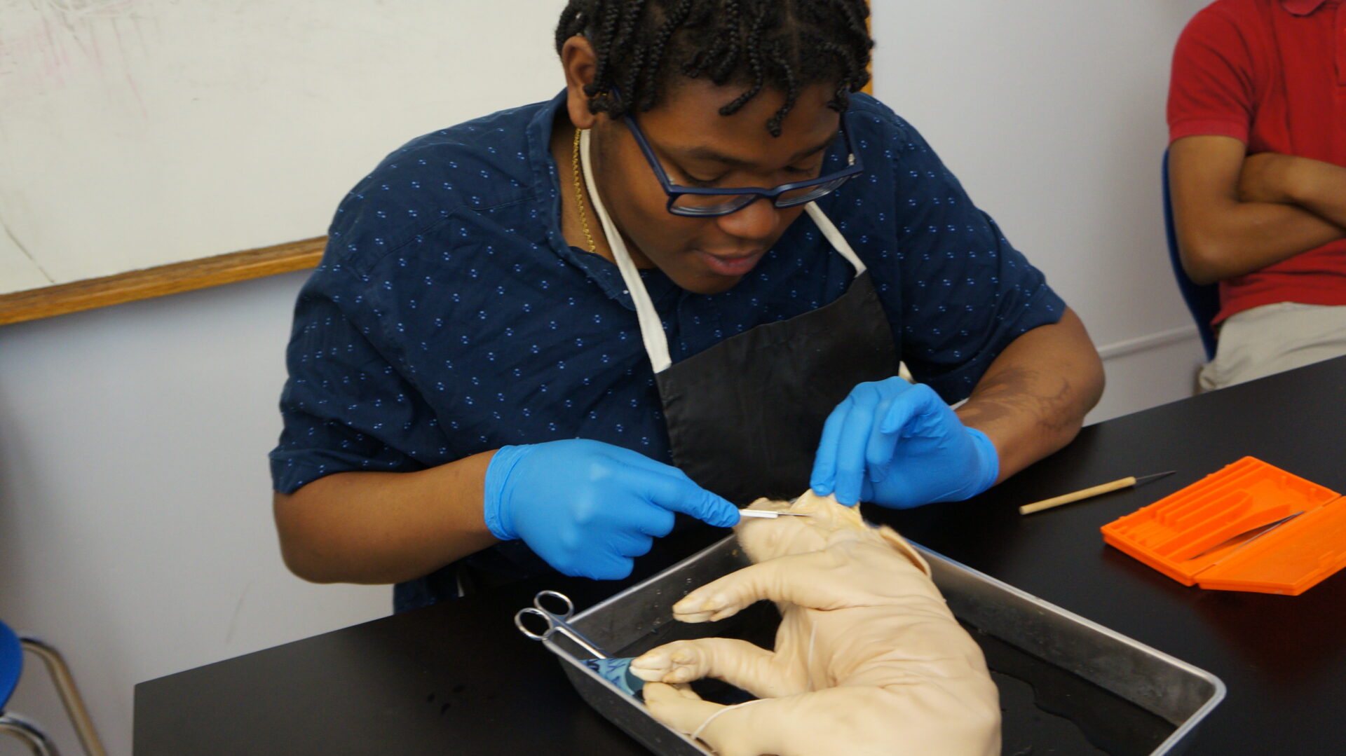 Fetal Pig Dissection - Urban Pathways 6-12