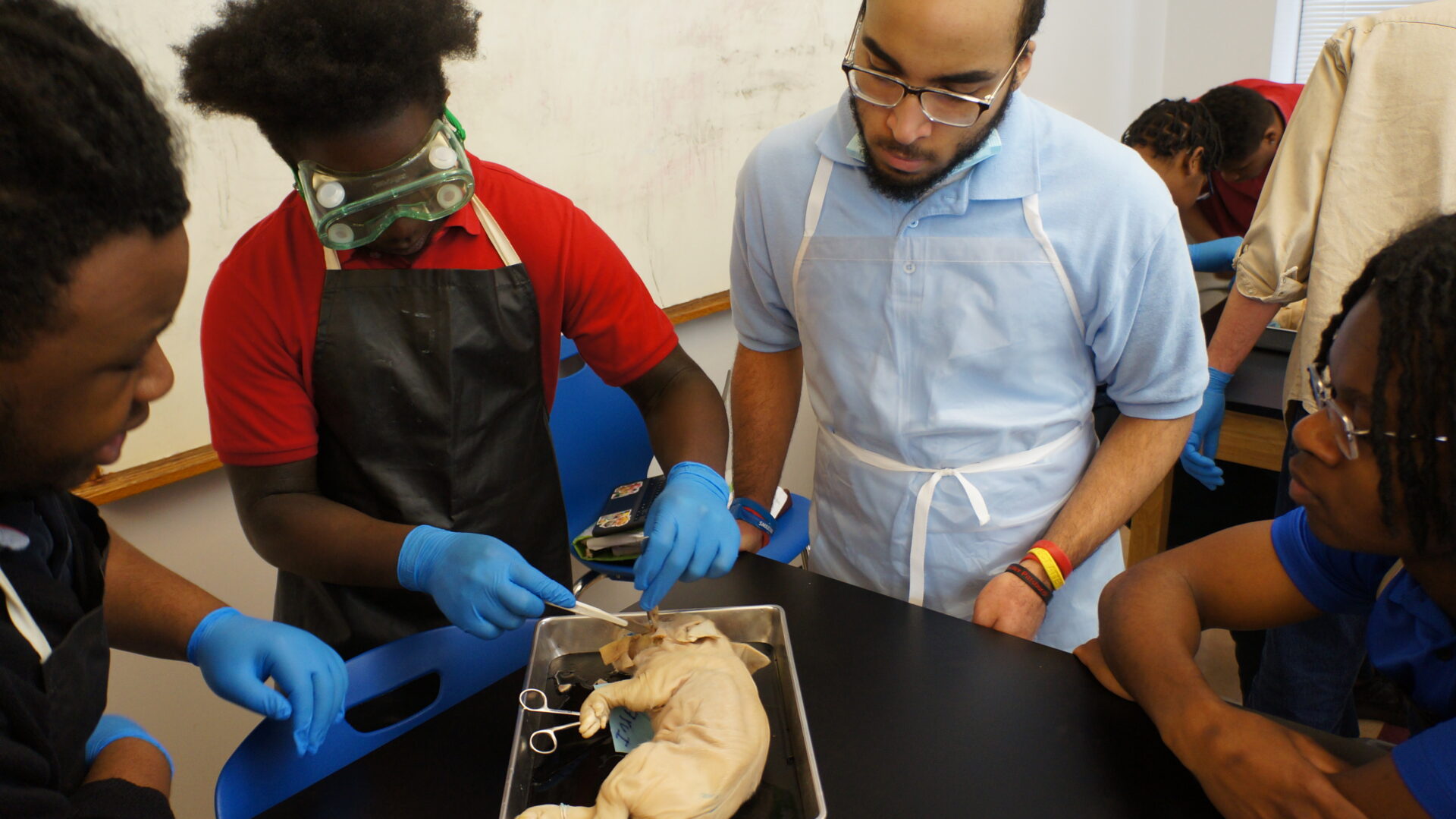 Fetal Pig Dissection - Urban Pathways 6-12